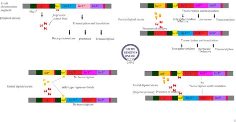 Image result for Lac Operon Mutations