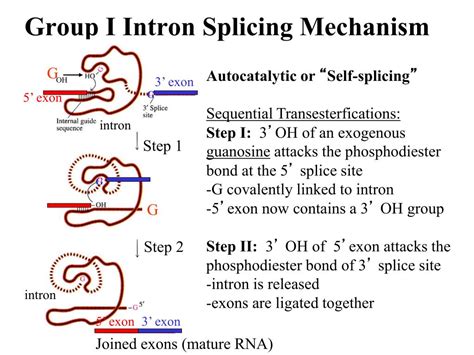 Image result for Intron