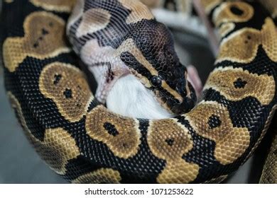 Image result for Python Eats Chicken