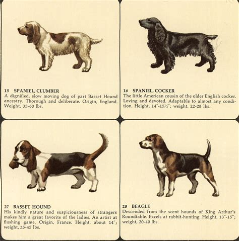 Image result for Normal Map Dog