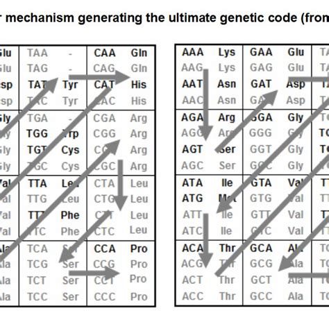 Image result for Genetic Code