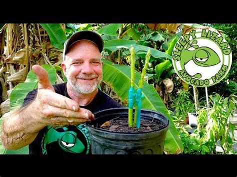Image result for Self-Pollinating Avocado Tree