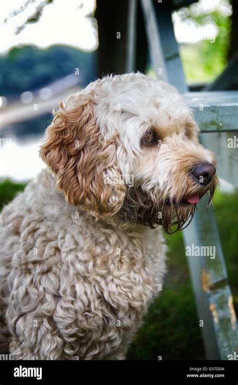 Image result for Apricot Cavapoo