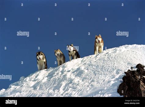 Image result for Snow Dogs Cast