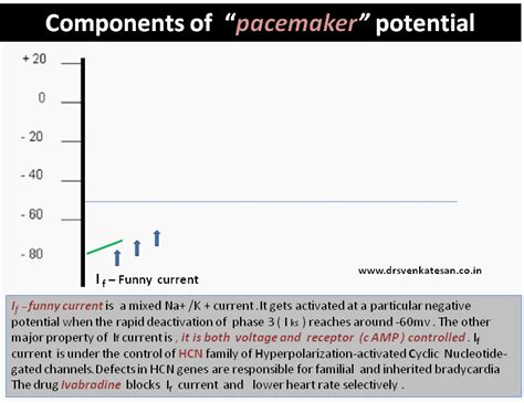 Image result for Pacemaker Potential