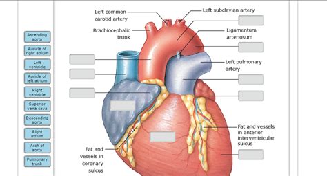 Image result for Cardiac Internodal Pathways