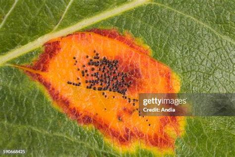 Image result for Pear Tree Rust Treatment