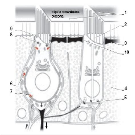 Image result for Retropulsion Test Procedure