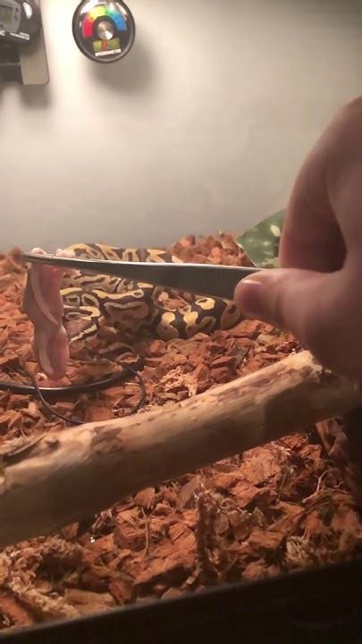 Image result for Python Striking