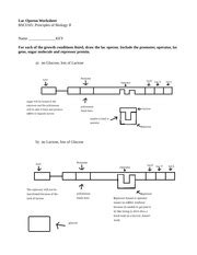 Image result for Lac Operon Worksheet
