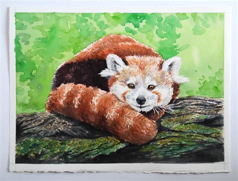 Red Panda Watercolor at PaintingValley.com | Explore collection of Red ...