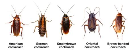 Image result for Types of Cockroaches Images