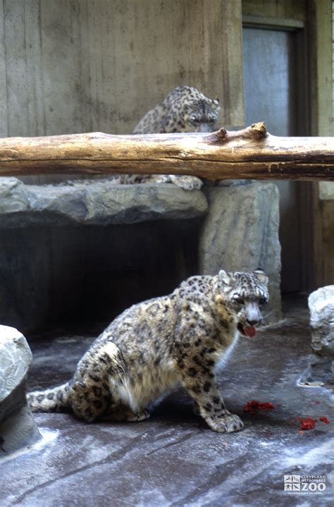 Image result for Snow Leopard Eating