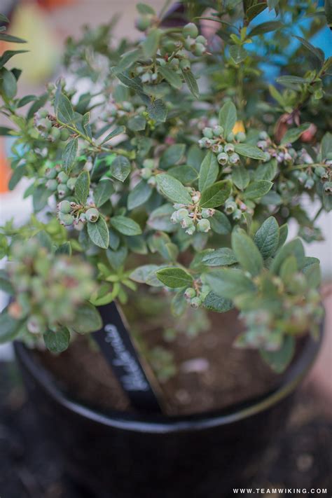 Image result for Spring Garden Planting