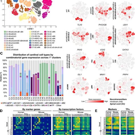 Image result for Yamanaka Discovered Cellular Reprogramming