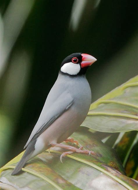 Image result for Faun Java Sparrow