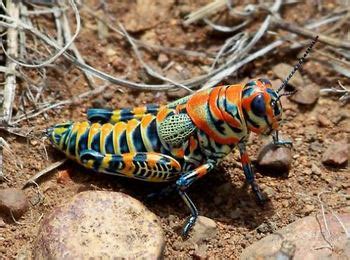 Image result for Cool Insects