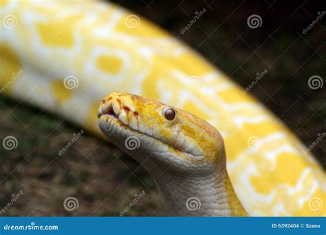 Image result for Python Birman Albinos