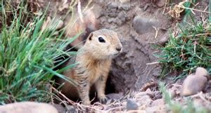 Image result for Prairie Dog Hunting Graph