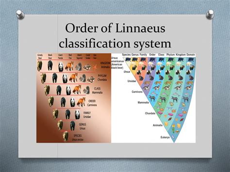 Image result for Classification of Creatures