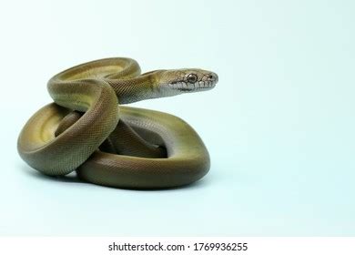 Image result for Papuan Python Video Free