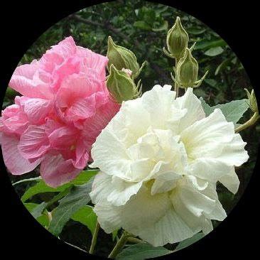 Image result for Color Changing Rose Bush