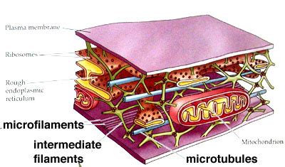 Cytoskeleton - Cells