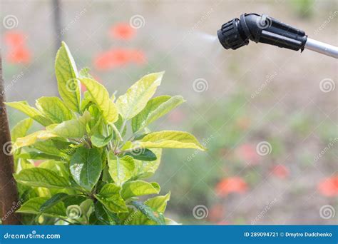 Image result for Injecting Trees with Insecticide