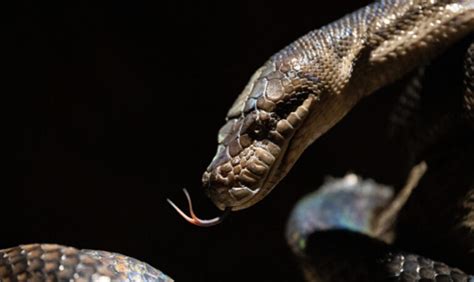 20-Foot Python Kills Mother Of Four After Swallowing Her • Hollywood ...