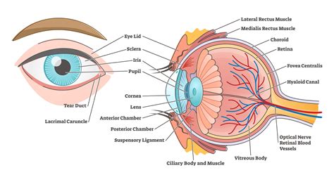Image result for Eye Anatomy Function