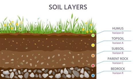 Image result for Soil Contains Humus
