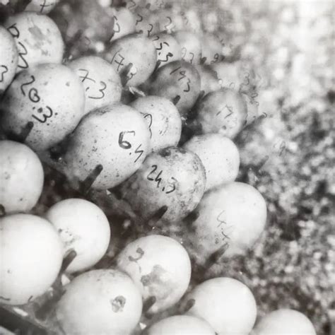 Red-Eared Slider Breeding Guide - All Turtles