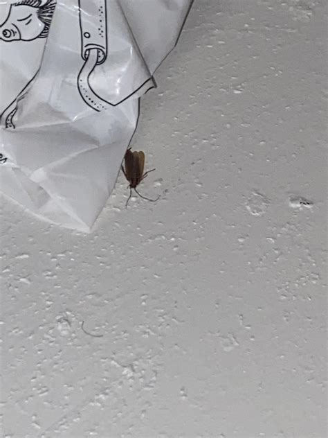 Image result for Cockroach Ontario