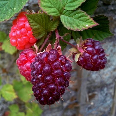 Image result for How to Plant Raspberry