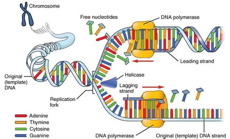 Image result for Life Science Grade 12 DNA Replication