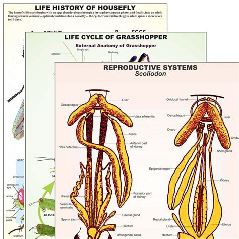 Image result for Cockroach Nervous System