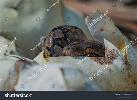 Image result for Lizard Hatching