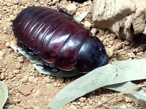 Image result for Burrowing Cockroach