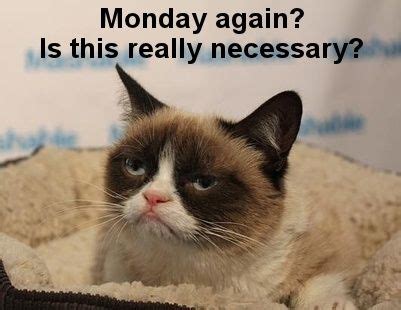 Best Grumpy Cat Monday Memes