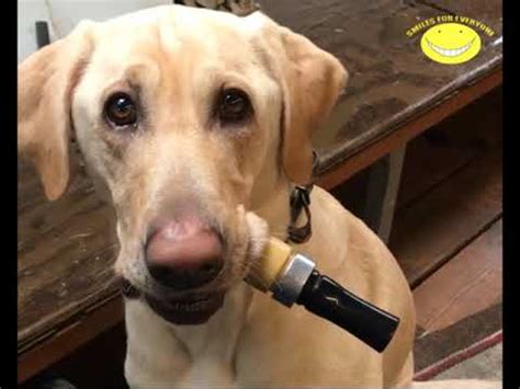 Image result for Dog Using Duck Call