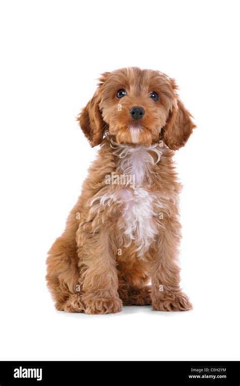 Image result for Red and White Cockapoo