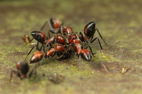 Image result for Exploding Ants No Commentary