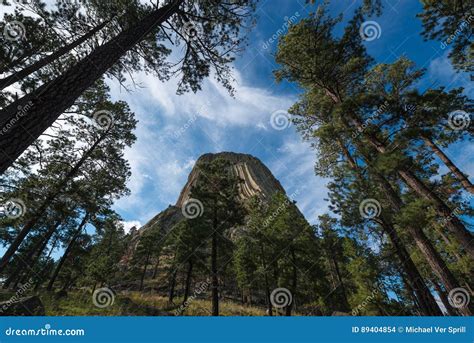 Image result for Devils Tower Tree Stump
