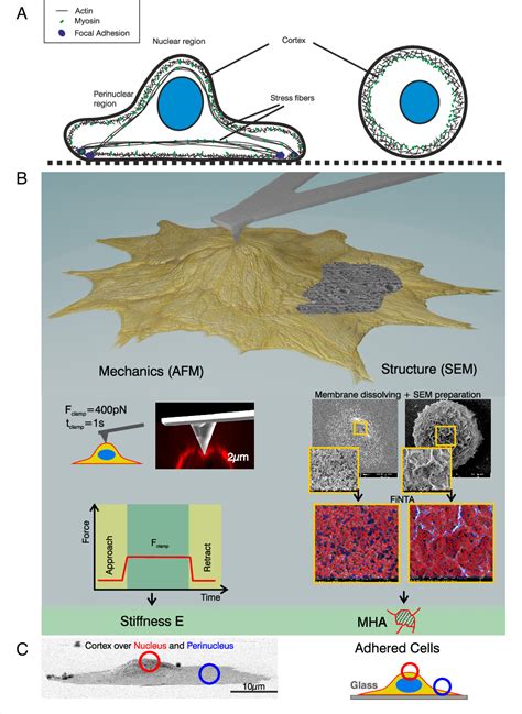 Image result for Cell Cortex
