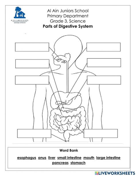 Image result for Homework Digestive System