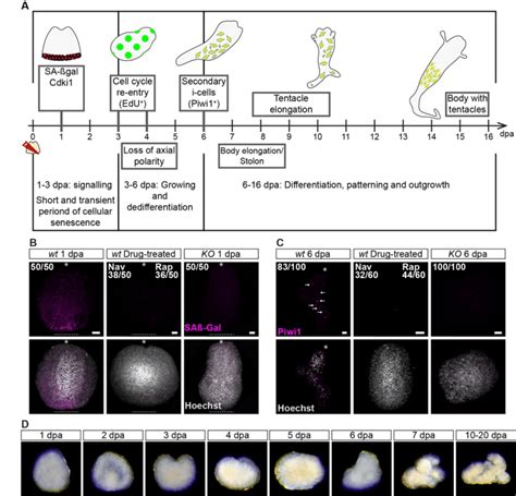 Image result for Senescence Reprogramming