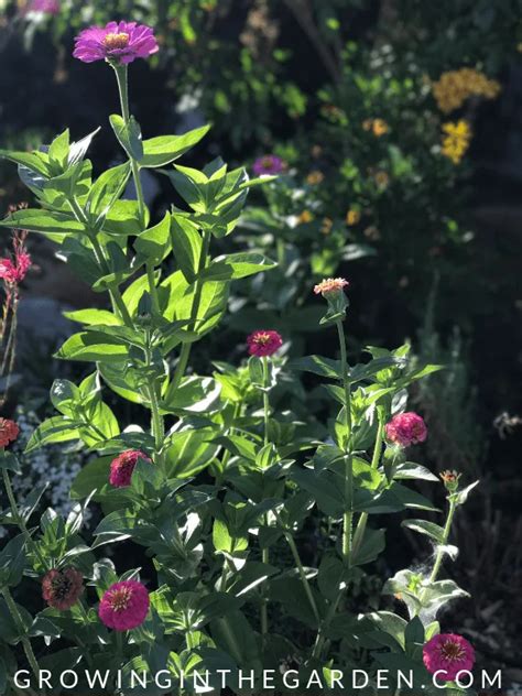 Image result for Spring Garden Planting