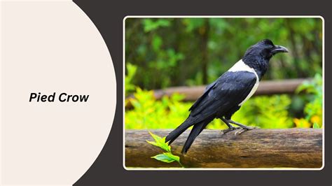 Image result for Different Crows