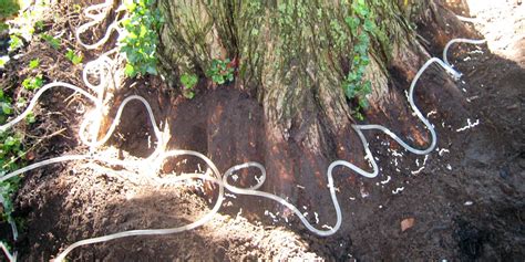 Image result for Injecting Trees with Insecticide