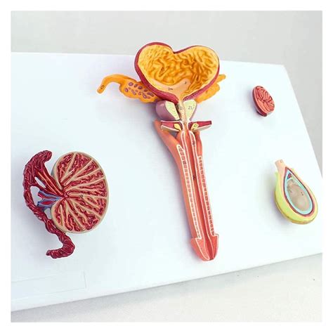 Image result for Human Anatomy Reproductive System